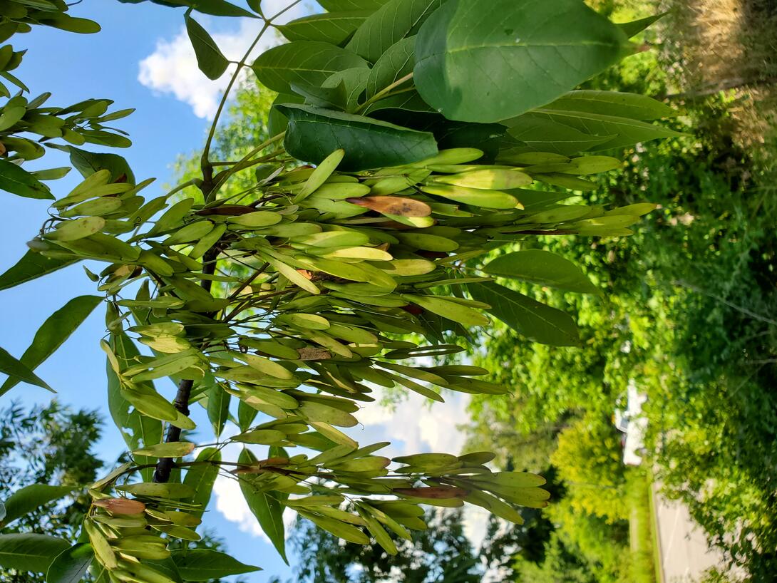 White Ash | CMP Tree Selection Tool